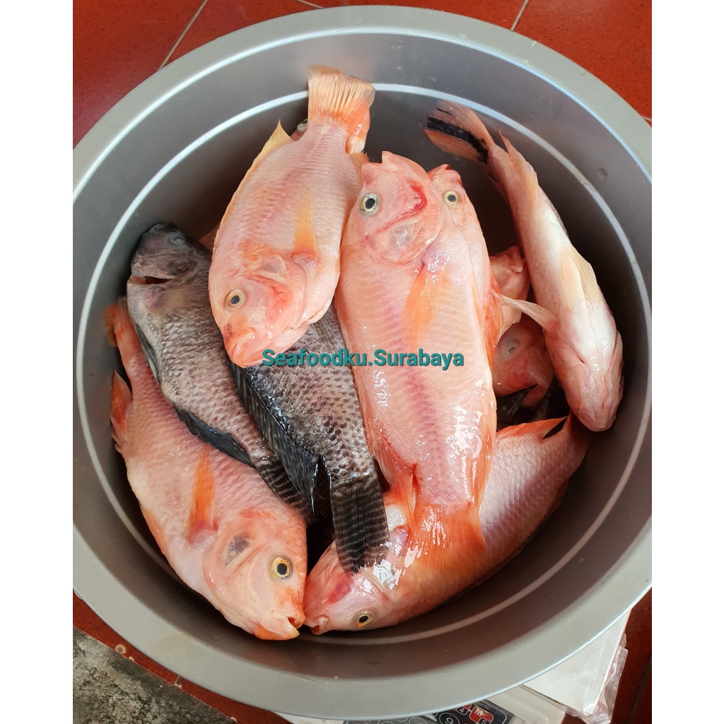 Jual Ikan Nila Merah & Nila Hitam/Mujaer Utuh BERSIH Fresh 1Kg ...