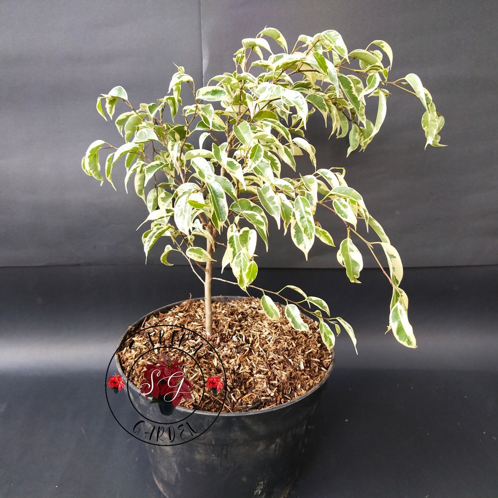 Jual Tanaman Hias Beringin variegata - ficus benjamina figs variegata ...