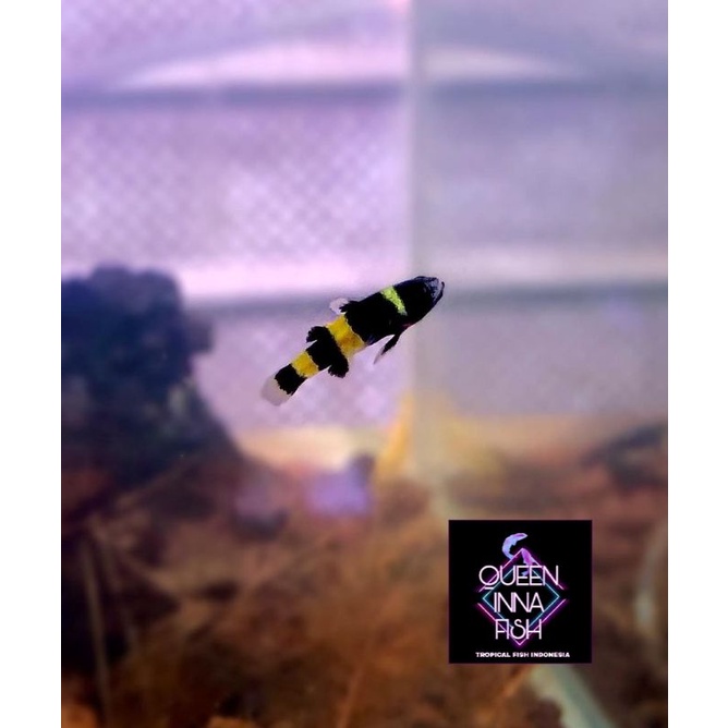 Jual goby bumblebee | Shopee Indonesia