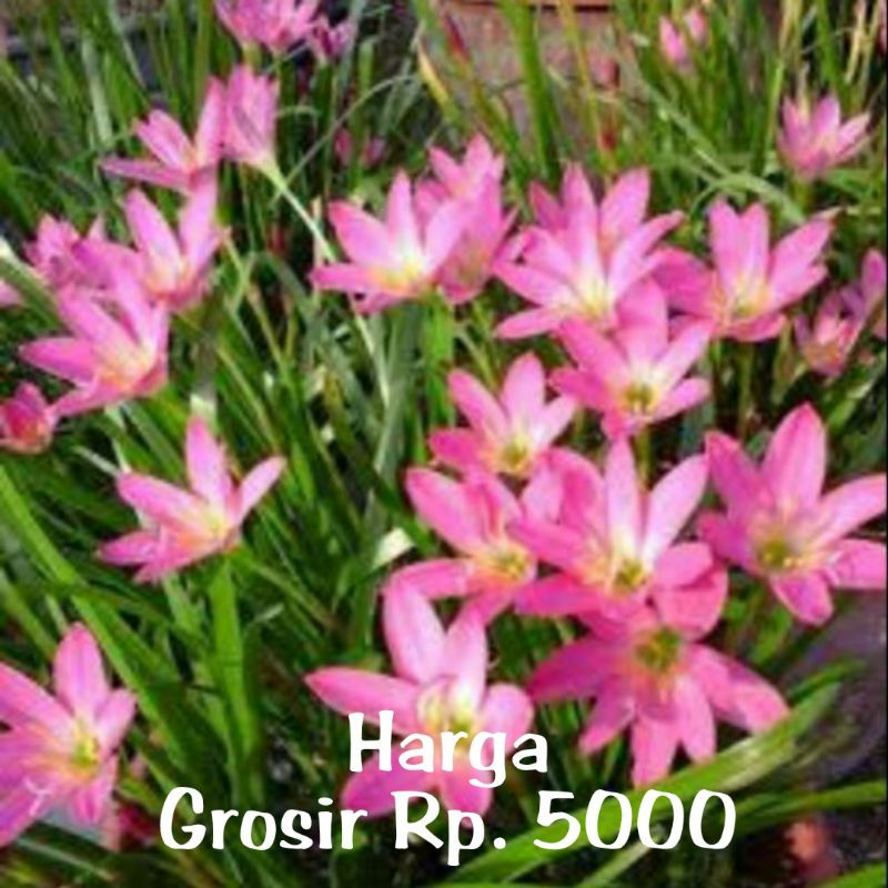 Jual 50 Umbi Bunga Rain Lily Pink | Shopee Indonesia