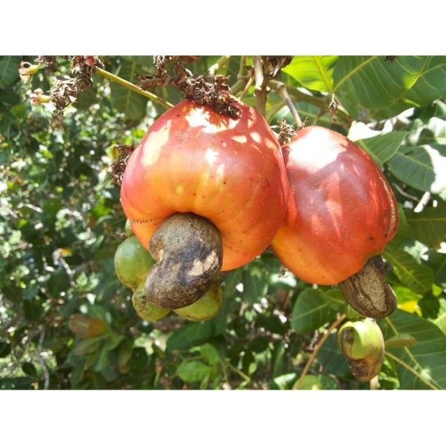 Jual 5 benih Jambu Monyet, Mete, Mede atau Mente( Anacardium ...