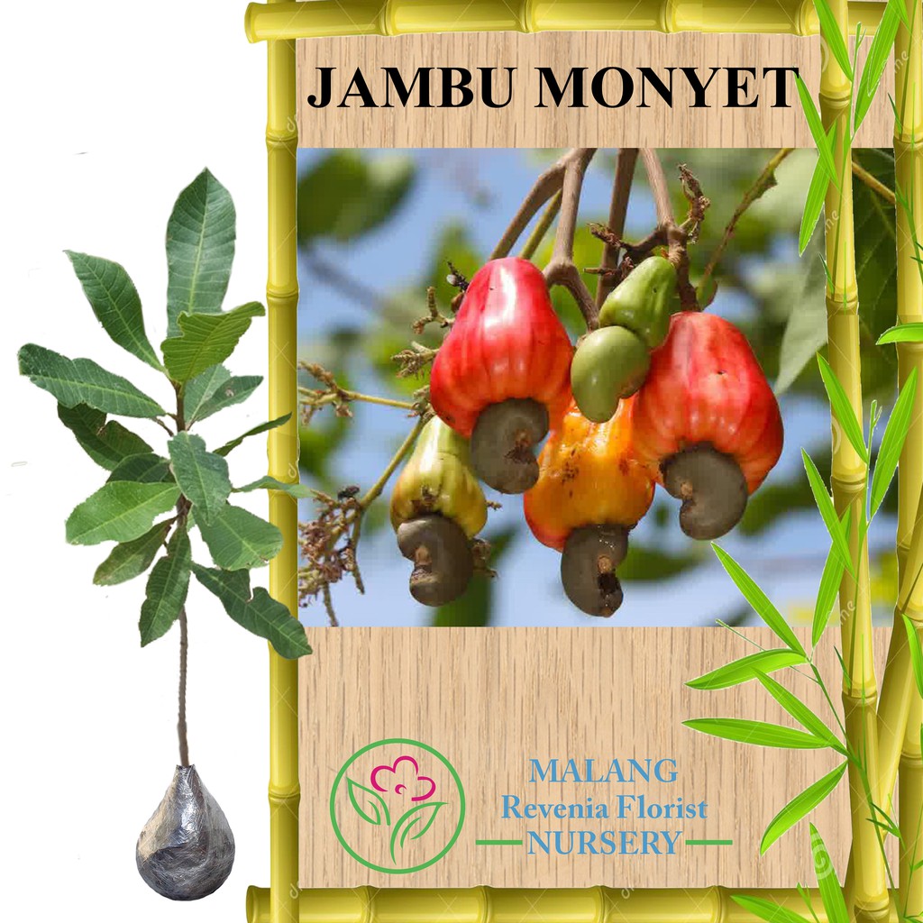 Jual Tanaman Jambu Monyet (Tinggi 40-60 cm) | Shopee Indonesia