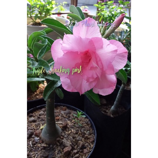 Jual adenium bunga tumpuk(ID Shocking pink) | Shopee Indonesia