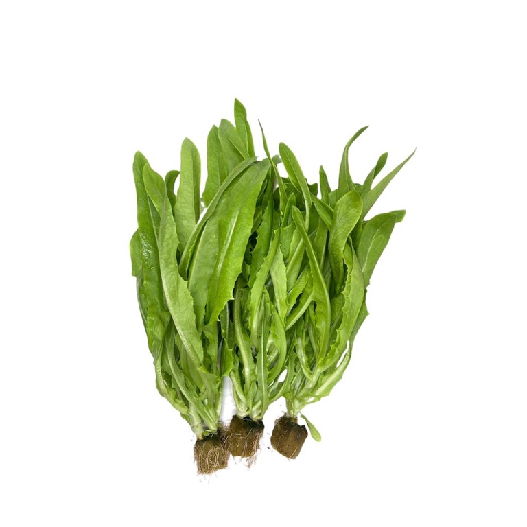 Jual Greenville Farm - Siomak / Fumak Hidroponik 250gr | Shopee Indonesia