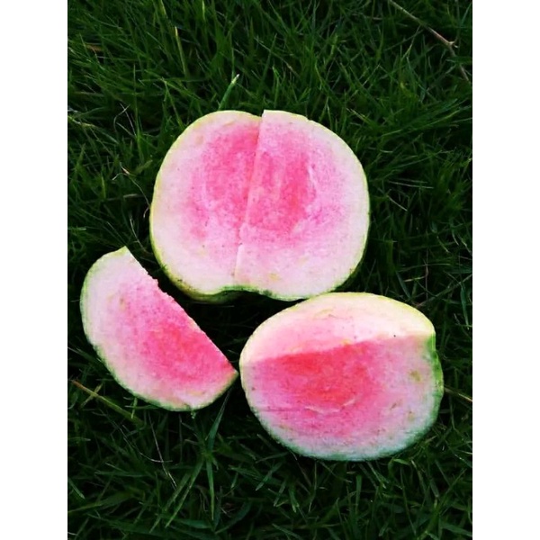 Jual Bibit jambu biji red diamond / jambu biji hong pause okulasi ...