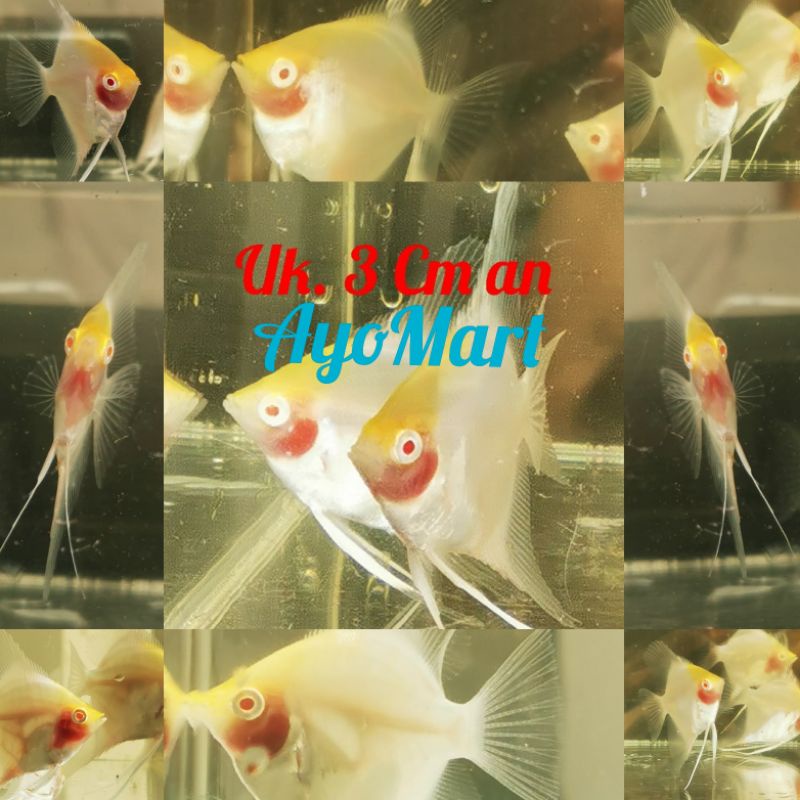 Jual Ikan Manfish RCA Red Cap Albino uk 3-4 cm, grade seperti foto ...