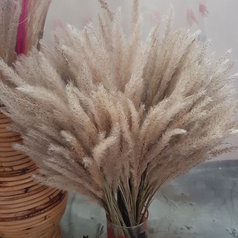 Jual Rumput ilalang/pampas Lokal/10 tangkai | Shopee Indonesia