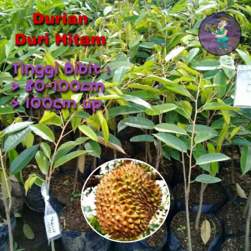 Jual (Ukuran Tinggi 1m) Bibit Durian Duri Hitam Okulasi Unggul Kualitas Super | Shopee Indonesia