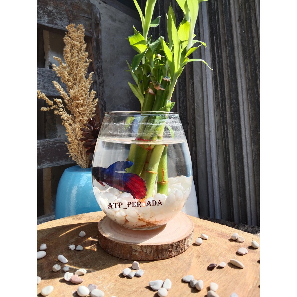 Jual Vas Bunga Kaca Aquarium Ikan Cupang Pot Tatakan Gelas Tanaman ...