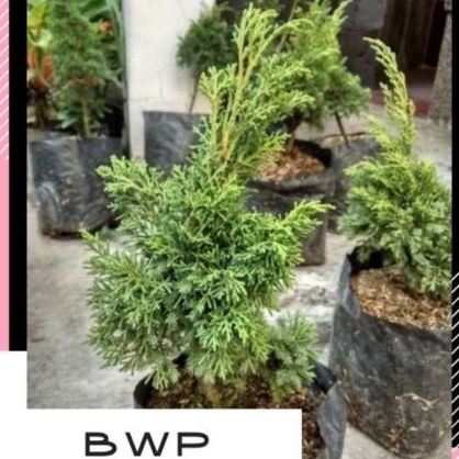 Jual TANAMAN HIAS CEMARA PUA PUA | Shopee Indonesia