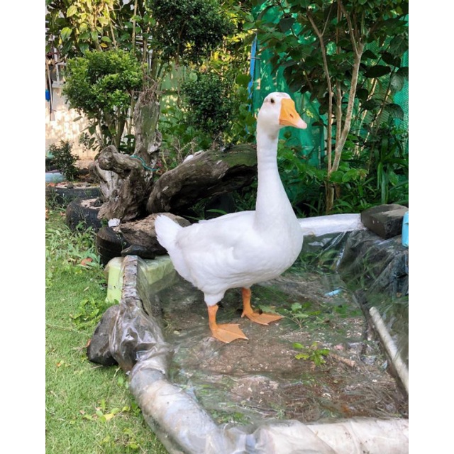 Jual Angsa - Soang - Swan Hidup Bisa Untuk Konsumsi dan Ternak | Shopee ...