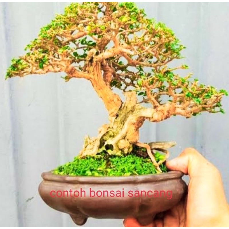 Jual BAHAN BONSAI SANCANG/PREMNA MICROPHILLA/BONSAI SANCANG/CANGKOKAN ...