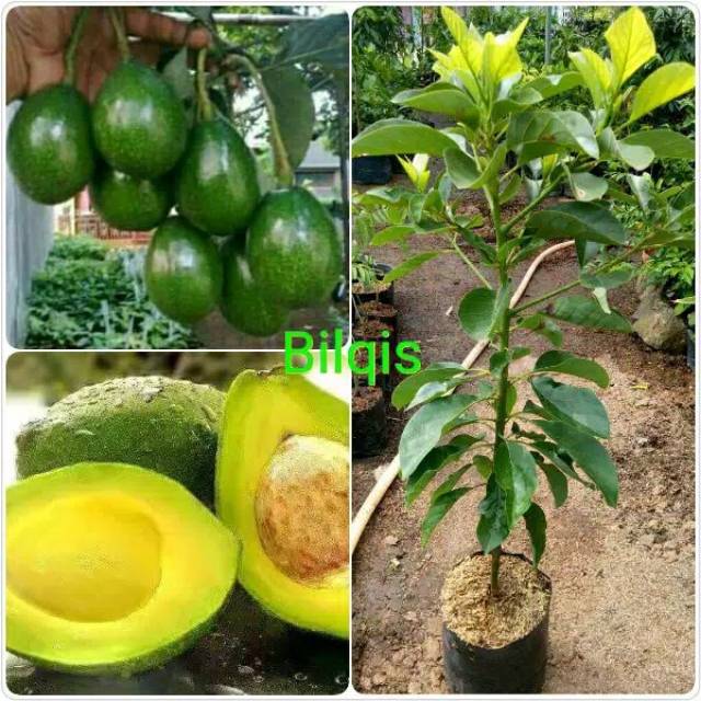 Jual bibit buah alpukat aligator mentega super jumbo 1 meter (bibit ...