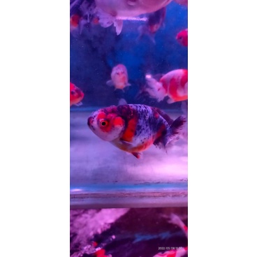 Jual ikan hias koki rancu kaliko size L | Shopee Indonesia