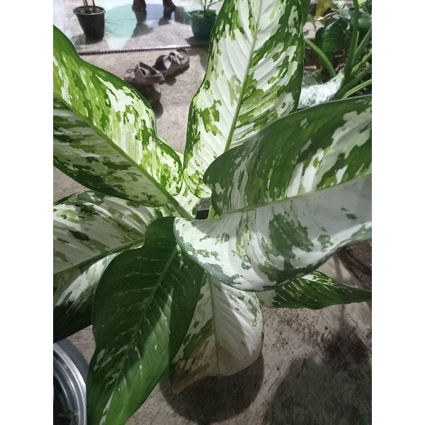 Jual diven putih varigata remaja tanaman hias | Shopee Indonesia