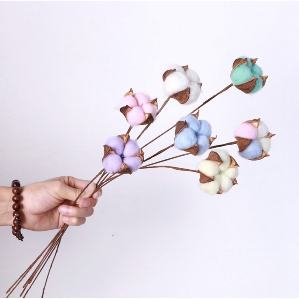 Jual Cotton Dried Flower / Bunga Kapas Preserved flower | Shopee Indonesia