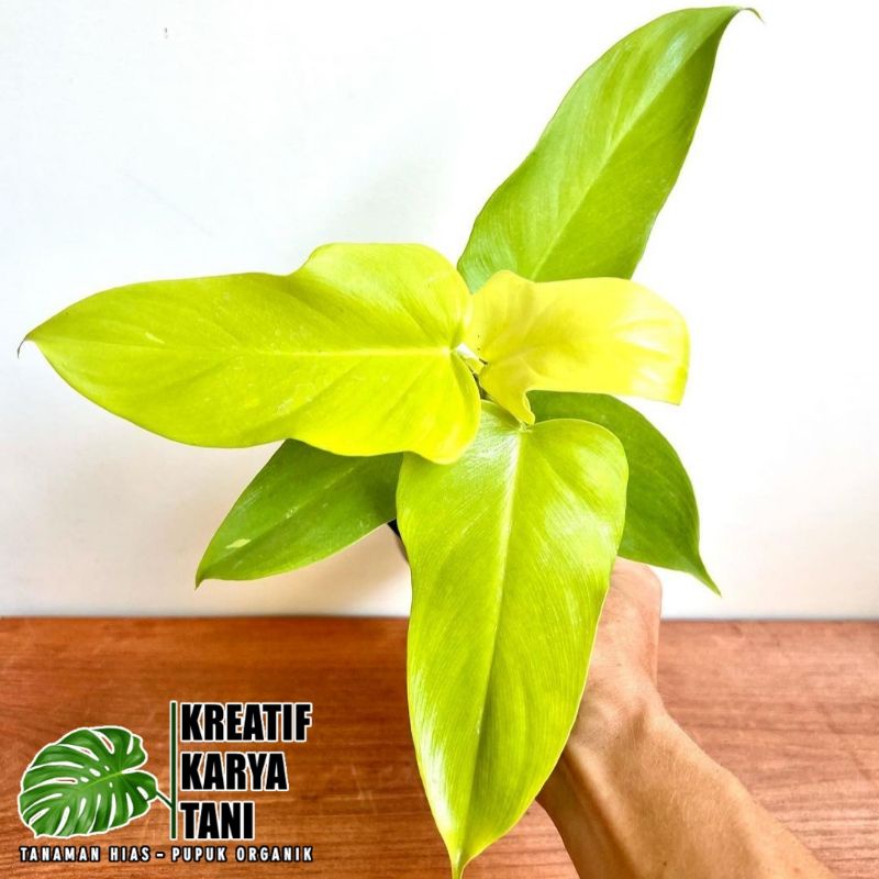 Jual Tanaman hias Philodendron Black Cardinal - Paraiso Verde - Pink ...