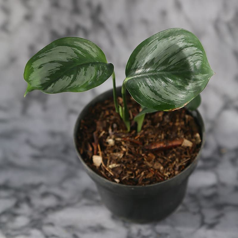 Jual Scindapsus Officinalis | Shopee Indonesia