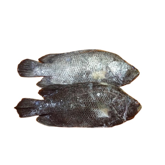 Jual Ikan Kakap Hitam Ikan Kakap Batu Ikan Kakap Segar 1Kg | Shopee ...