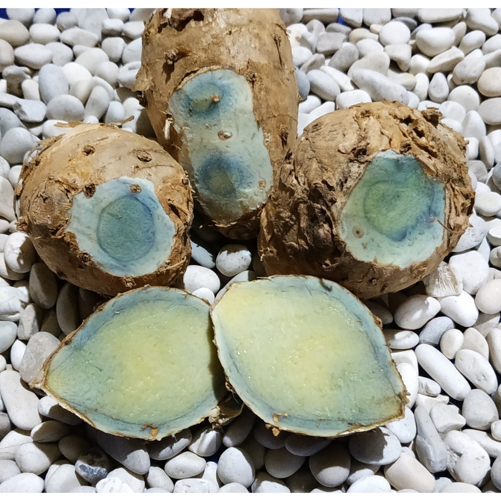 Jual Empu Temu Hitam Segar Alami 500gr Temu Ireng (Curcuma Aeruginosa ...