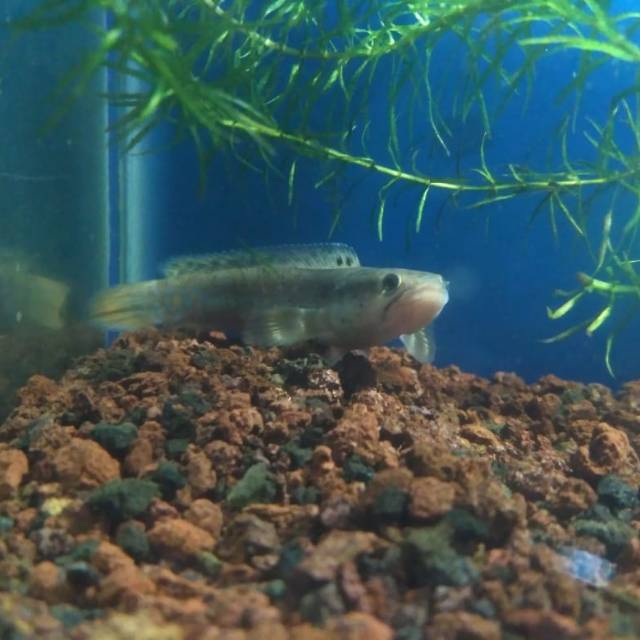 Jual Channa blue pulchra | Shopee Indonesia