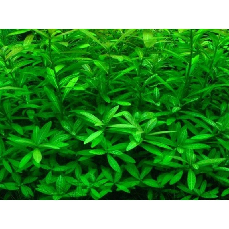 Jual HYGROPHILA POLYSPERMA GREEN, TANAMAN AQUASCAPE TANAMAN AIR ...