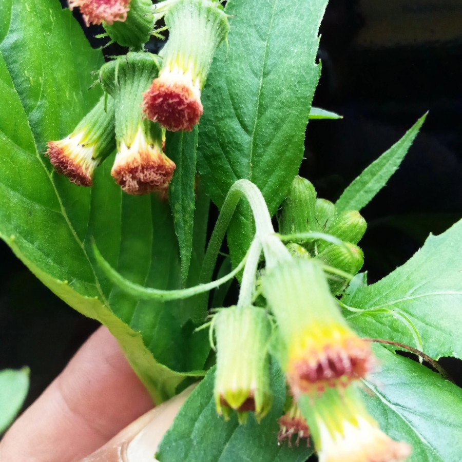 Jual PROMO 1Kg Daun Sintrong Segar / bagini, jambrong,tespong,jombloh ...