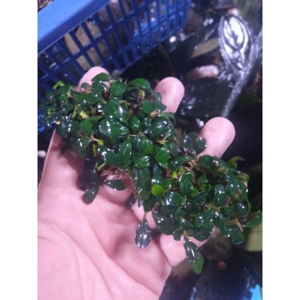 Jual Bucephalandra Mini Coin Original tanaman aquascape aquarium ...