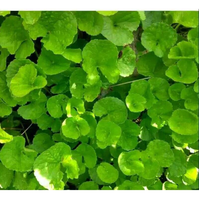 Jual Tanaman Herbal daun Antanan / Pegagan Segar. | Shopee Indonesia