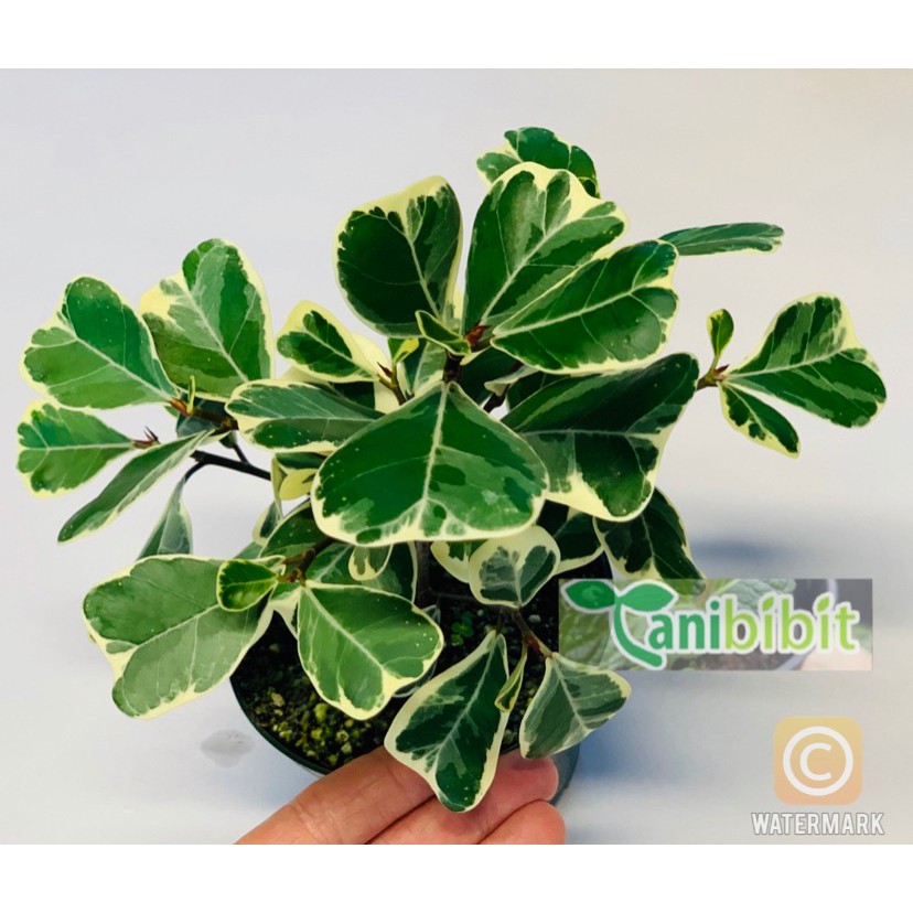Jual Ficus triangularis variegata tanaman hias nyawai | Shopee Indonesia