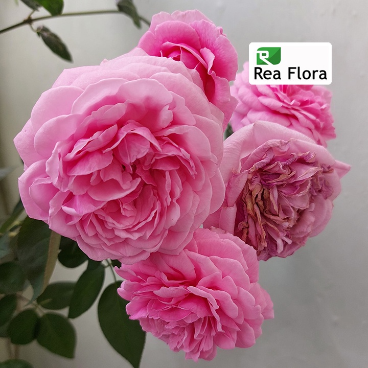 Jual Tanaman Hias Bunga Mawar Bishop Castle - Mawar Rose Import Pink ...