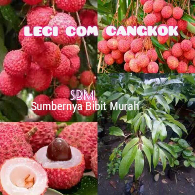 Jual Bibit Buah Leci - Lechy | Shopee Indonesia