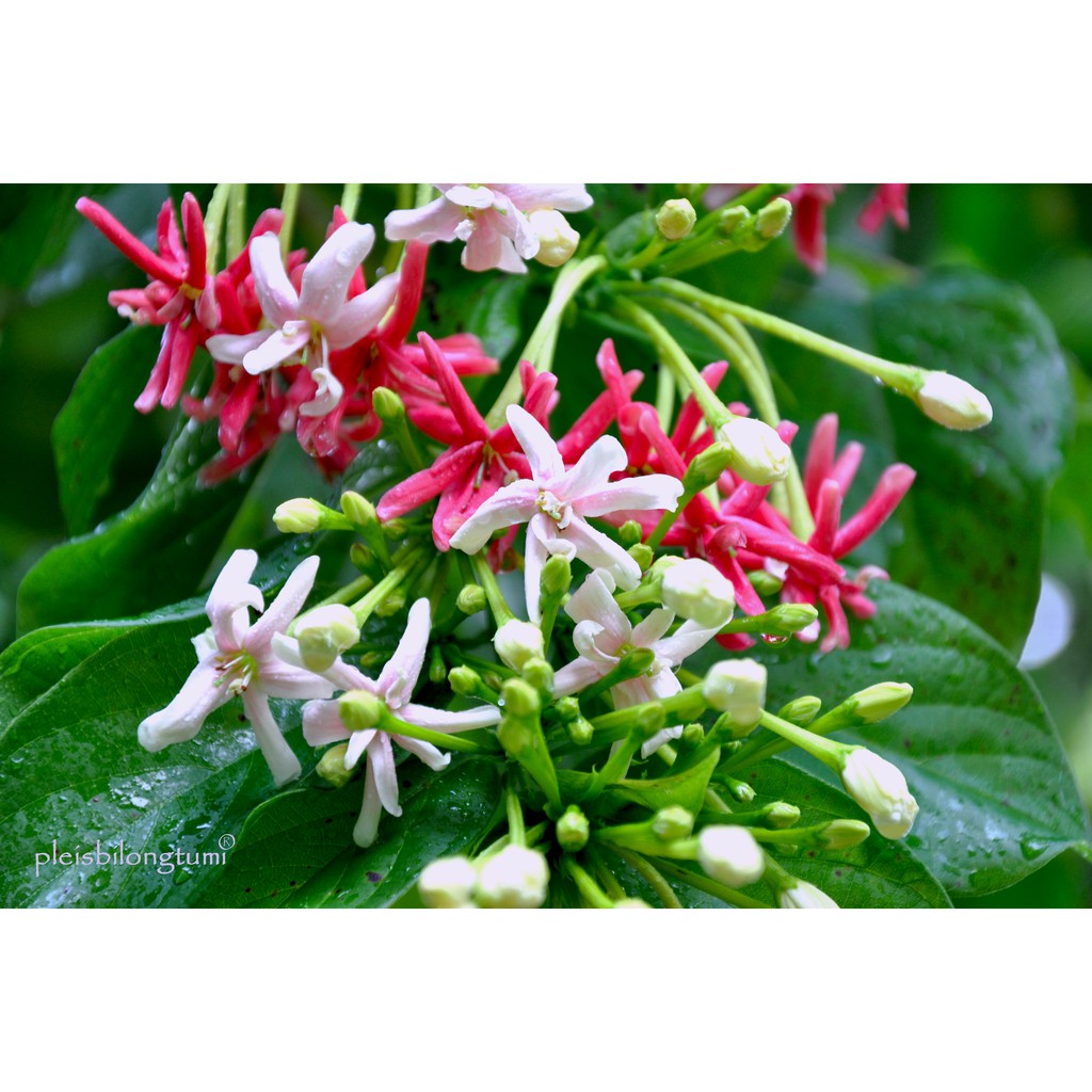 Jual TANAMAN MERAMBAT BUNGA QUIS QUALIS INDICA | Shopee Indonesia
