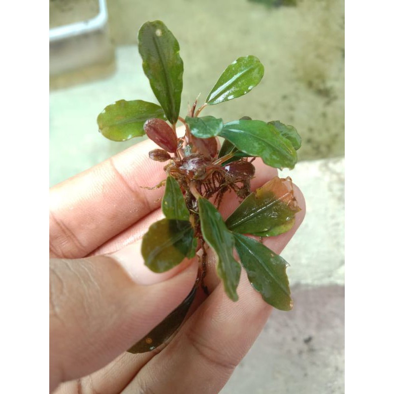 Jual Bucephalandra Sp. Brownie Super Red Tanaman Aquascape | Shopee ...