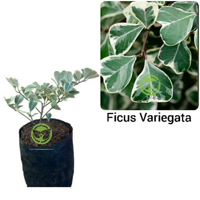 Jual Ficus Variegata / bunga parigata / bunga varigata / tanaman hias ...