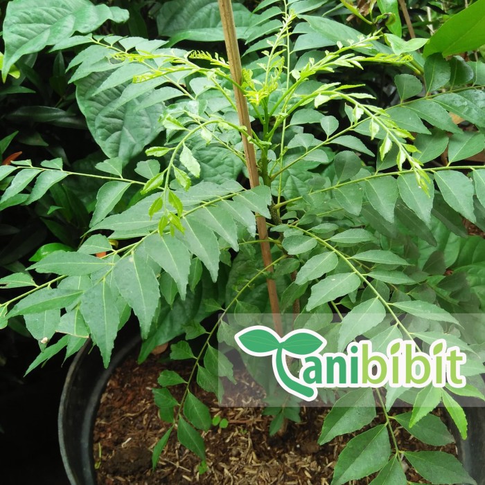 Jual Pohon Salam Koja - Temuru - Daun Kari | Shopee Indonesia