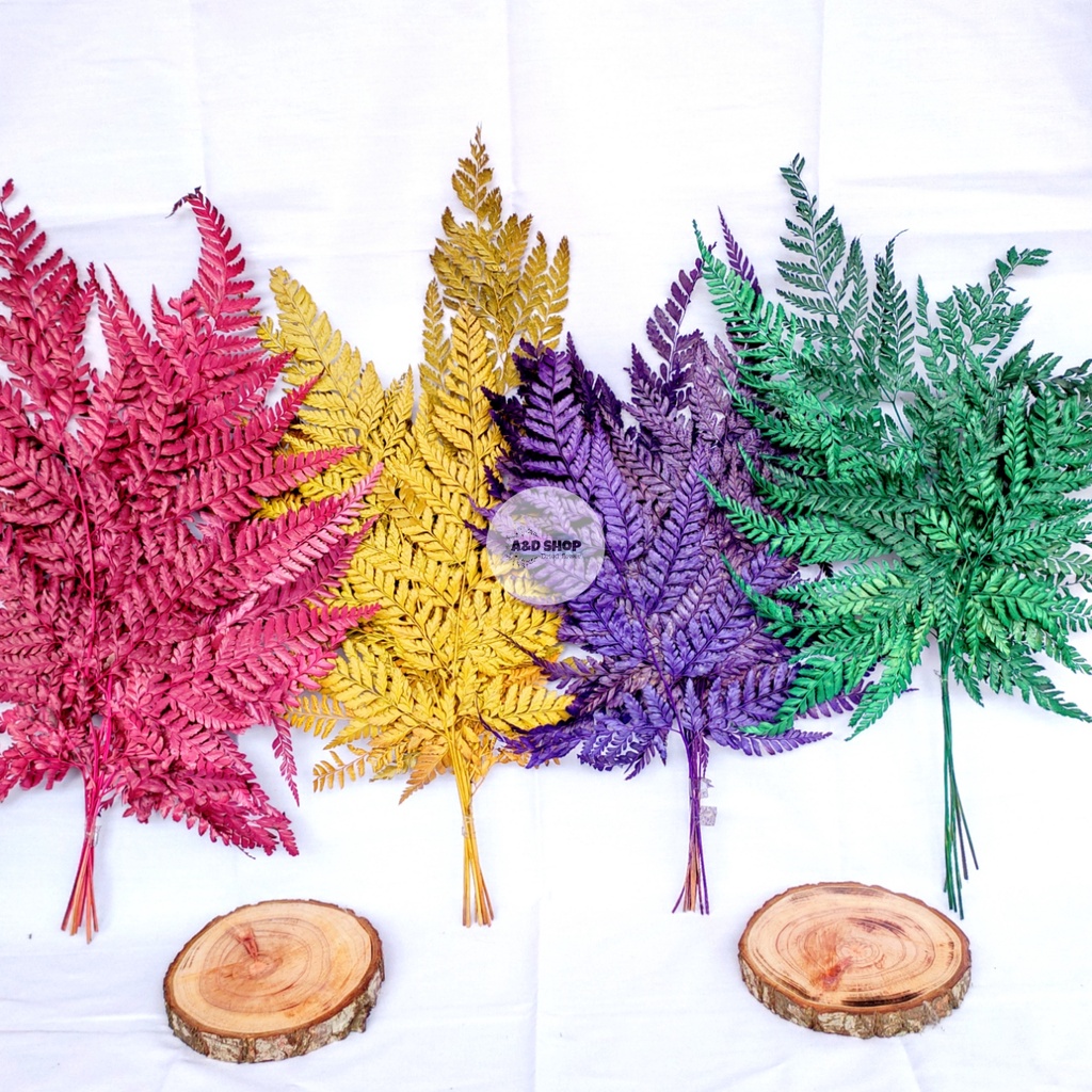 Jual Dried Flower [ DAUN PAKIS ] Kering isi 5_6 tangkai | Shopee Indonesia
