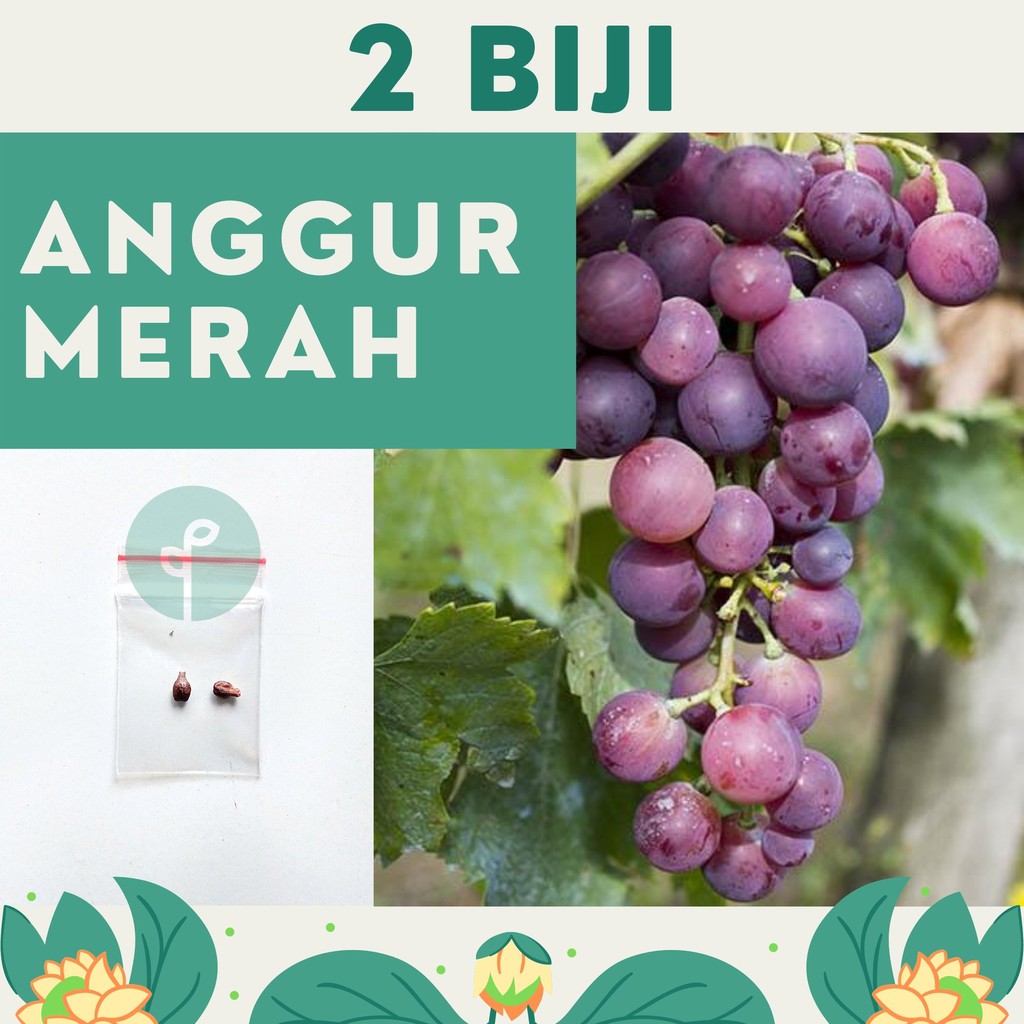 Jual 2 Benih Anggur Merah Red Grape Import Buah Rambat Super Premium ...