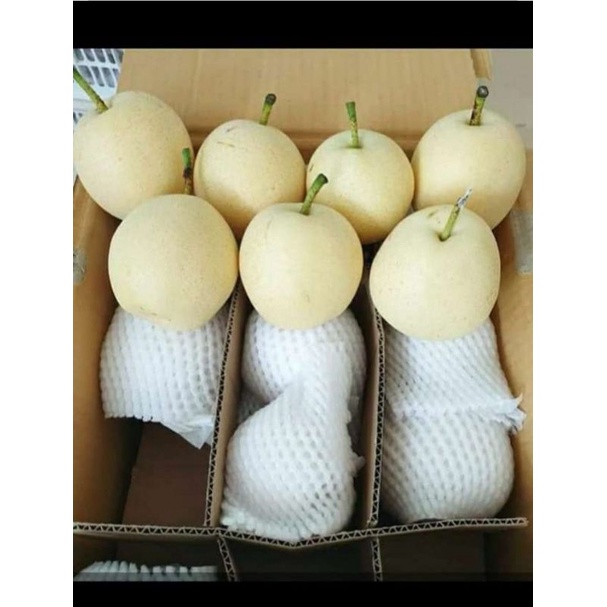 Jual buah pear segar 500gr | Shopee Indonesia