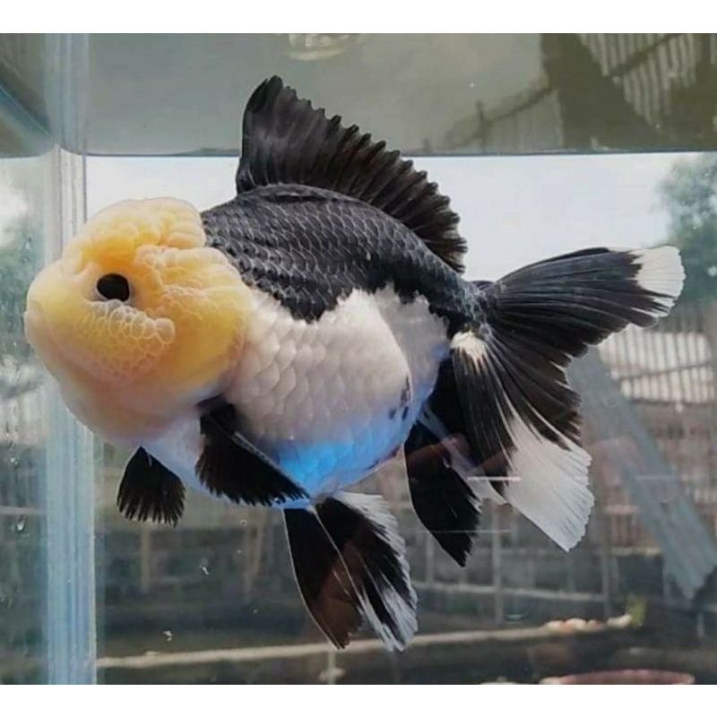 Jual oranda panda / ikan mas koki oranda panda / ikan hias aquarium ...