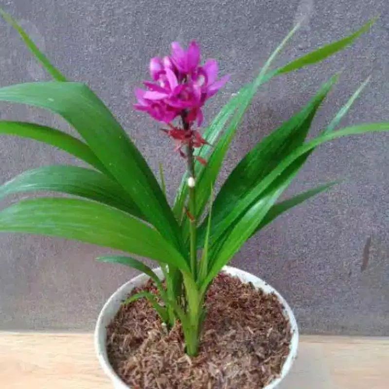 Jual ANGGREK TANAH BUNGA UNGU | Shopee Indonesia