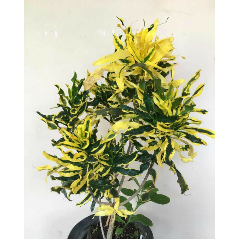 Jual TANAMAN HIAS PURING BOR KUNING | Shopee Indonesia