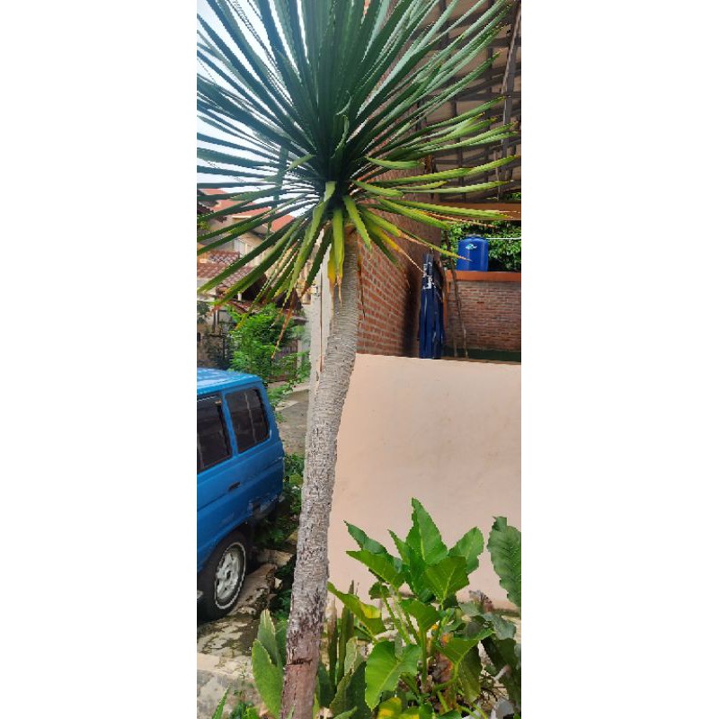 Jual Pohon Pandan Bali tinggi besar | Shopee Indonesia