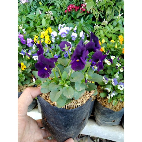 Jual BUNGA EDIBLE VIOLA / PANSY UNGU TUA ( BUNGA BISA DI KONSUMSI ...