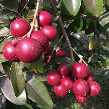 Jual bibit Kelengkeng Merah sudah berbuah tinggi 50-70cm ( ruby longan ...