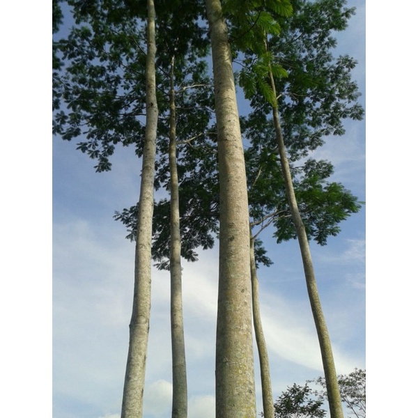 Jual Victory Seed - Bibit Benih Sengon Buto (Isi 5 Gram) | Shopee Indonesia