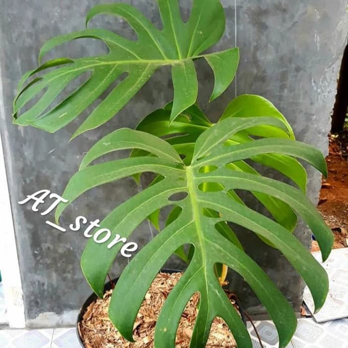 Jual tanaman hias monstera deliciosa giant - monstera daun besar ...