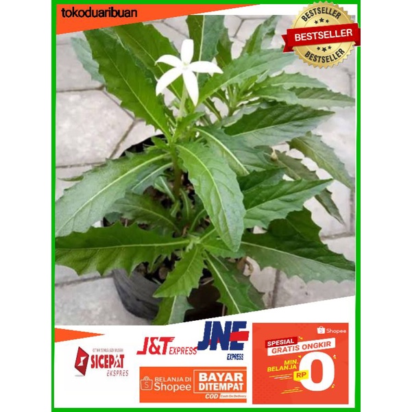 Jual Tanaman Herbal Kitolod - Korejat - Bunga Katarak-Kigebray( BELI 3 ...