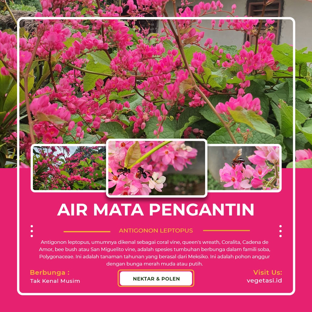 Jual Benih Bunga Air Mata Pengantin AMP Warna Merah AMP Pink dan AMP ...