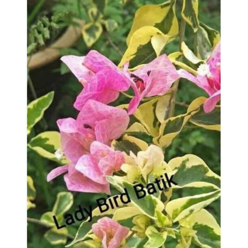 Jual TANAMAN HIAS BUGENVIL BUNGA KERTAS//LADY BIRD BATIK | Shopee Indonesia